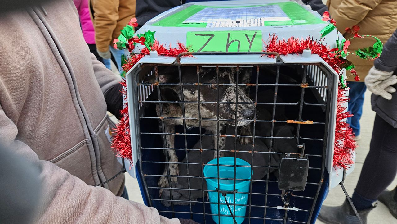 More than 60 at-risk pets transported to Wisconsin