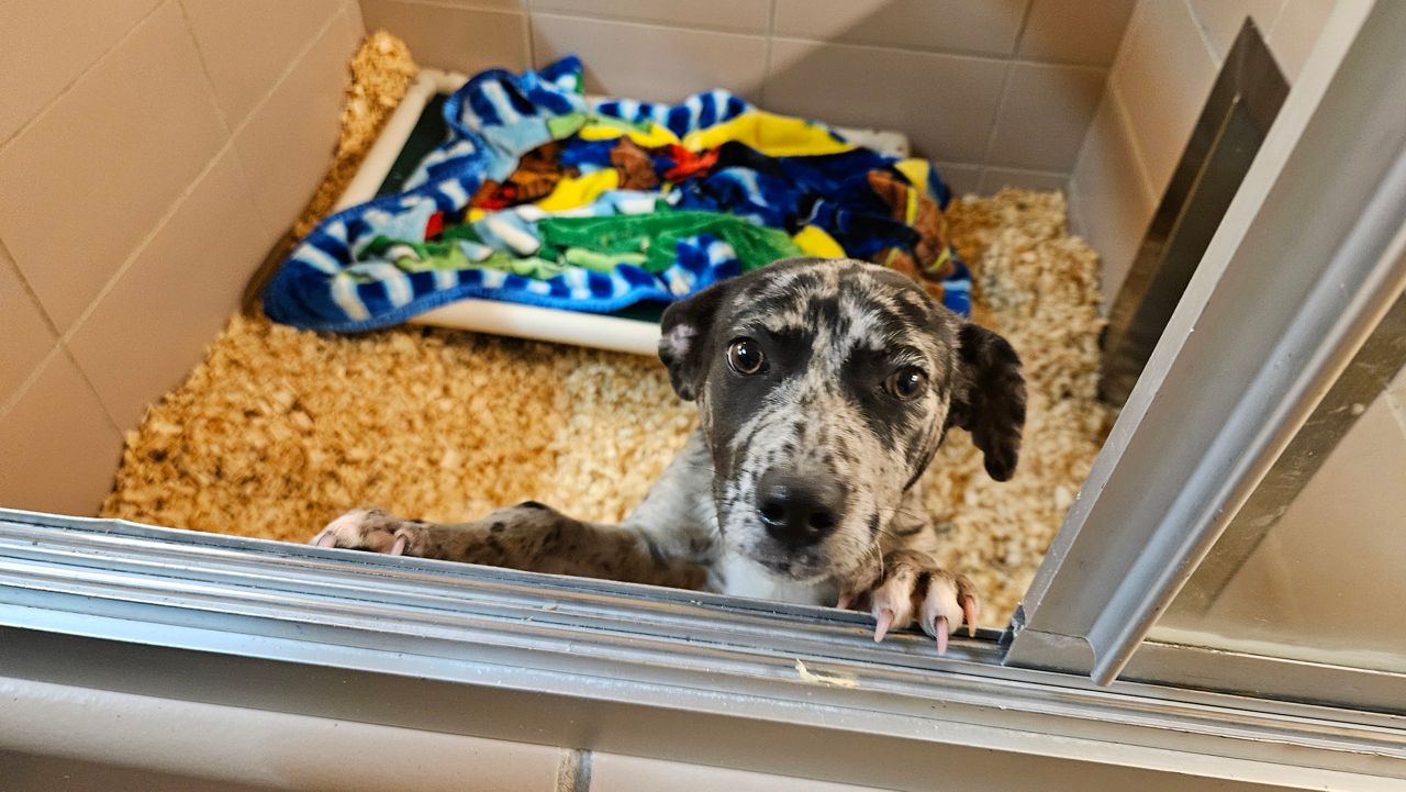 More than 60 at-risk pets transported to Wisconsin