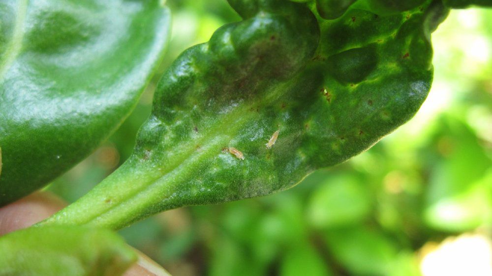 Invasive Myoporum thrip found on Kauai for the first time
