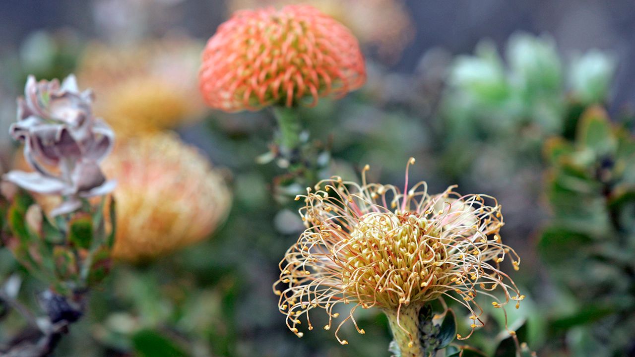 The impacts of volcanic smog