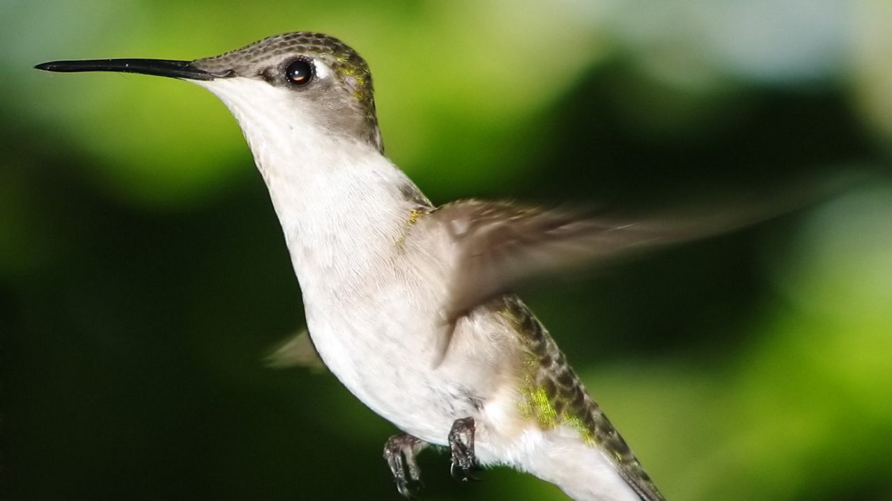 Spring hummingbird migration 2021