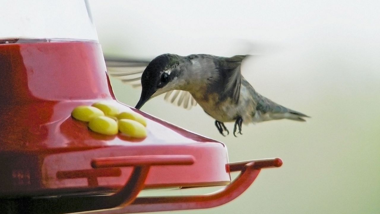 Spring hummingbird migration 2021