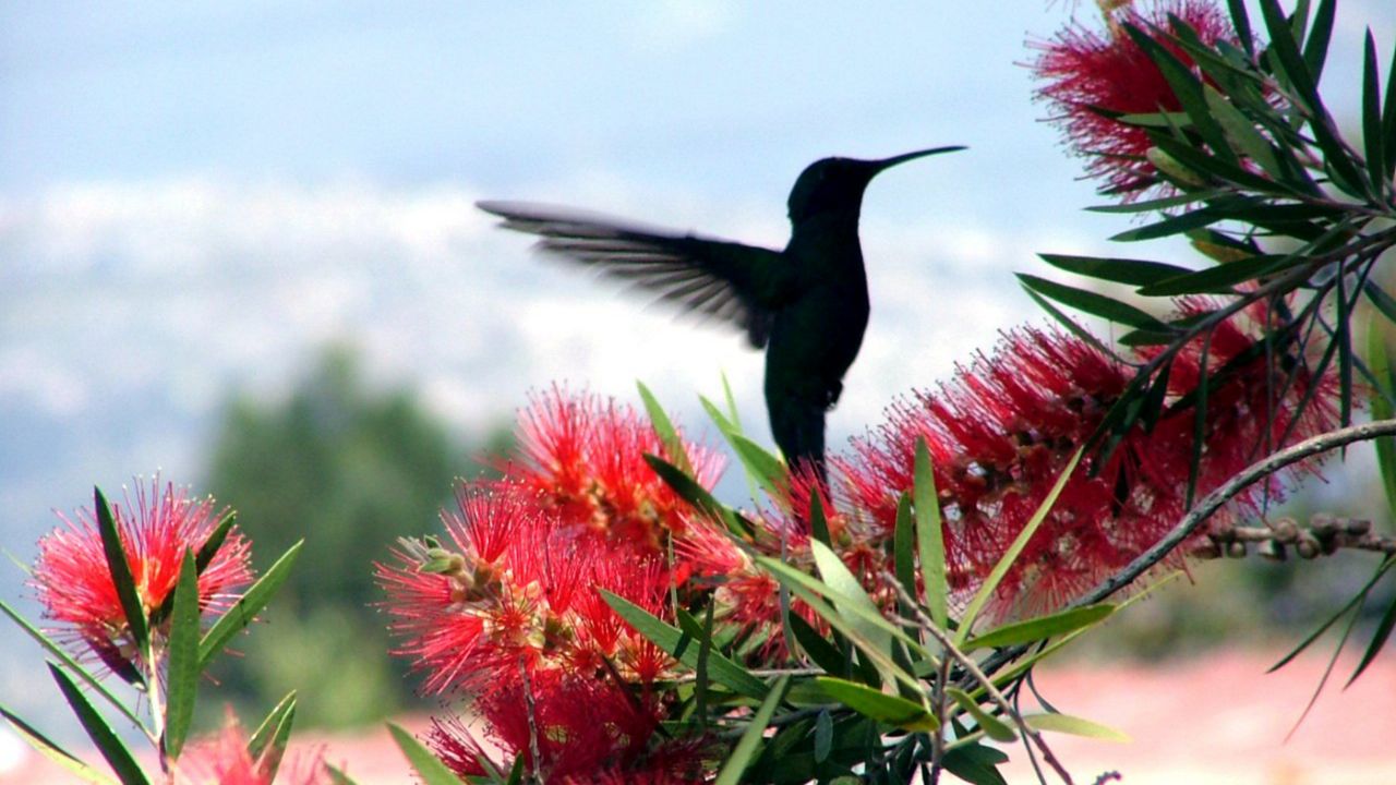Spring hummingbird migration 2021