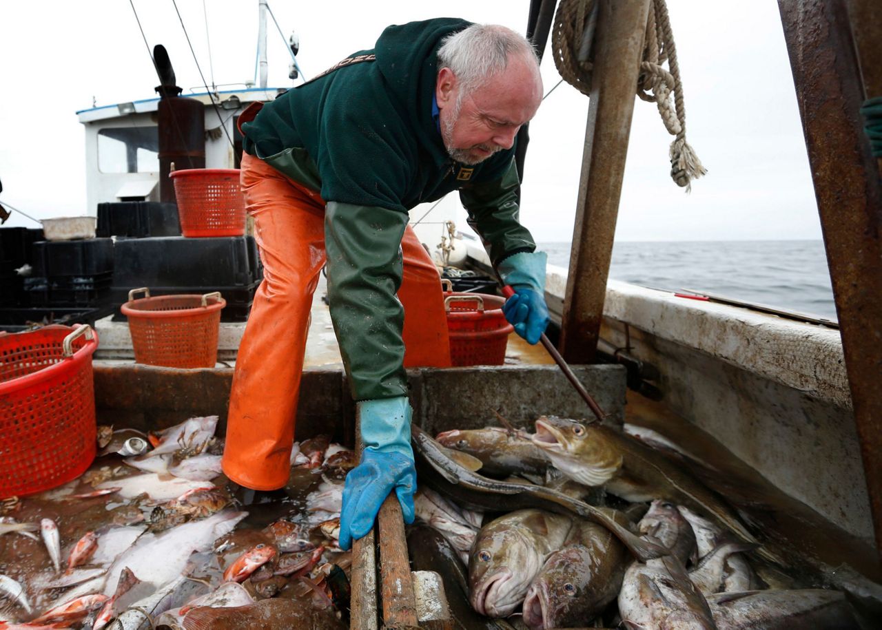 A net negative: Haddock, a staple Atlantic fish, is in decline off New ...