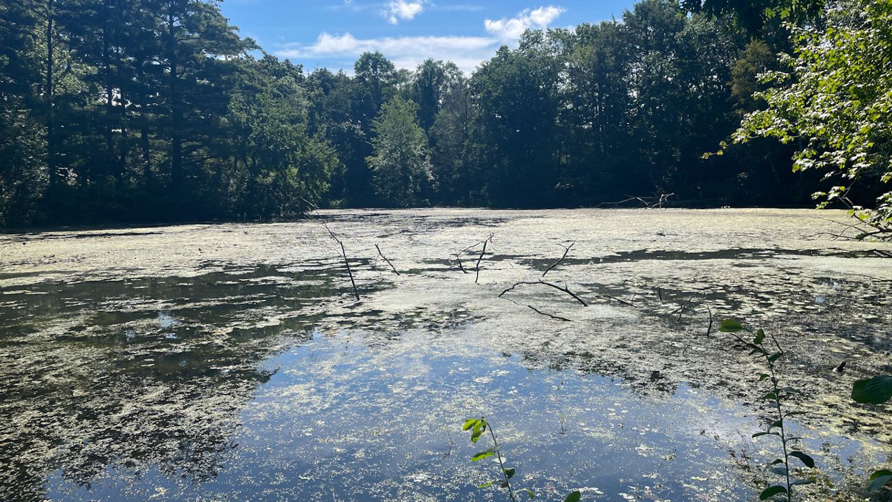 Ludlow ponds receiving treatment for water chestnuts