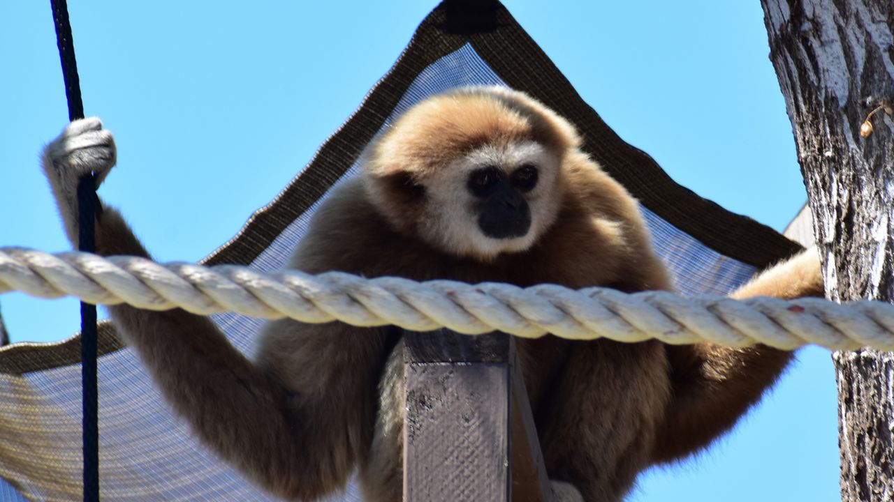 Love after loss: Gibbons paired together at the Honolulu Zoo