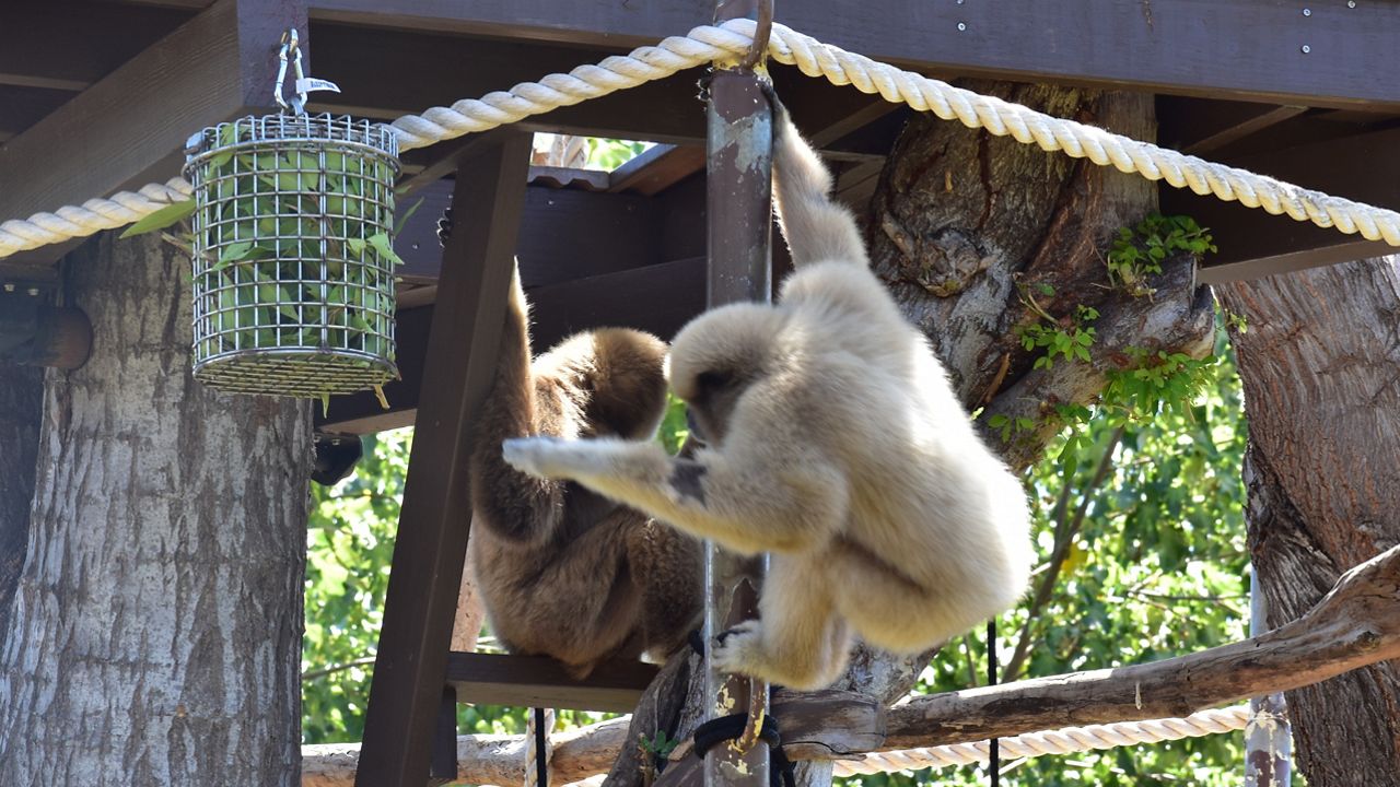 Love after loss: Gibbons paired together at the Honolulu Zoo