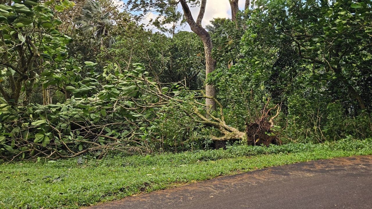 Strong winds cause power outages, tree damage across Hawaii