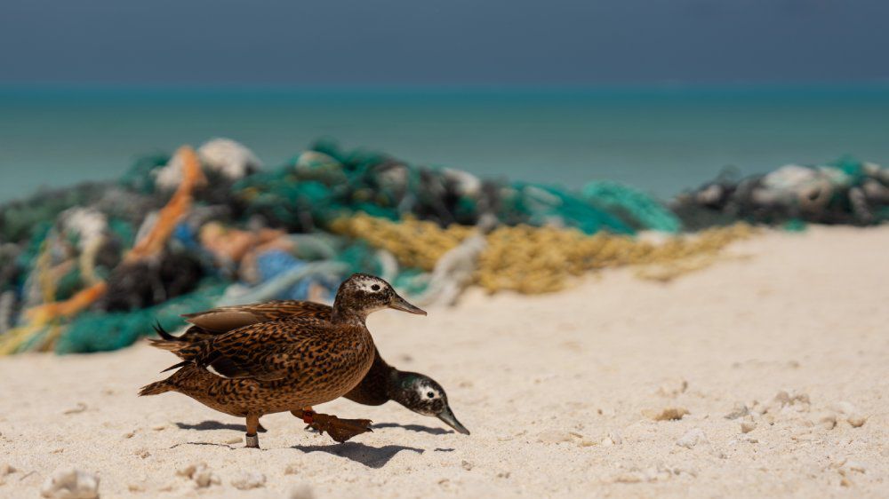 70,080 pounds of marine debris removed from Kuaihelani