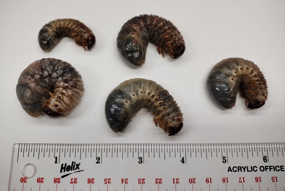 HDOA announces coconut rhinoceros beetle grants