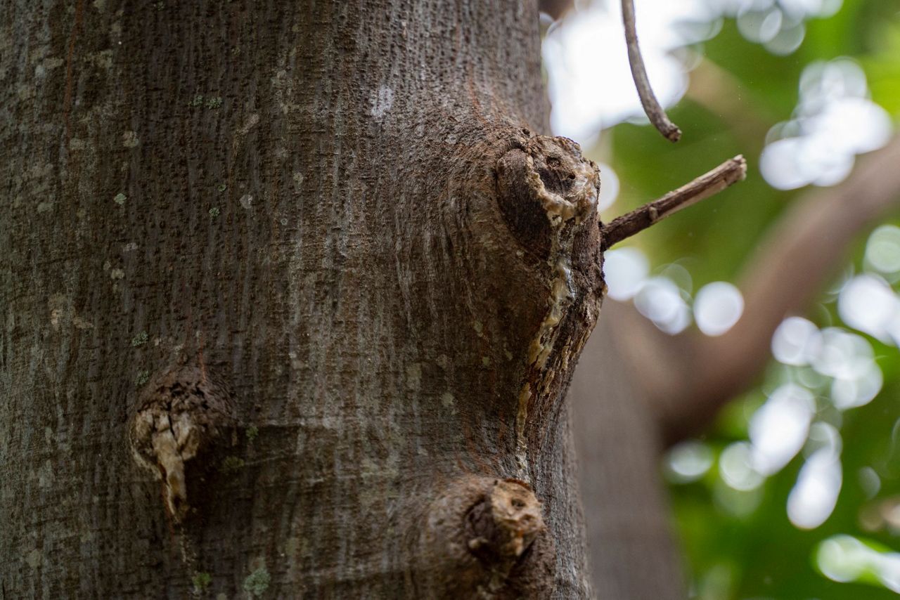 The trees arrived with Polynesian voyagers. After Maui wildfire, there ...