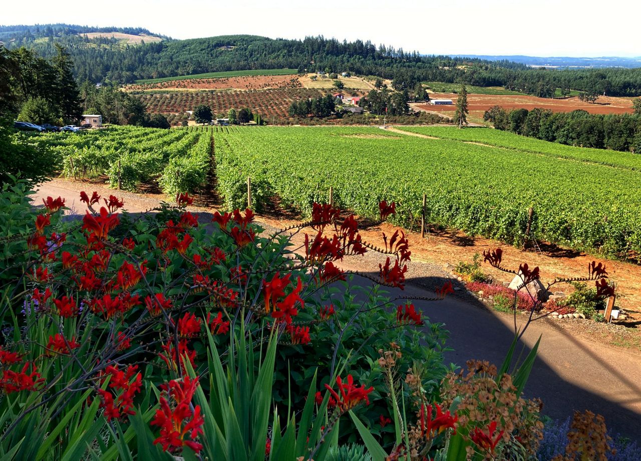 Smoke, extreme heat pose harsh test for West Coast vineyards