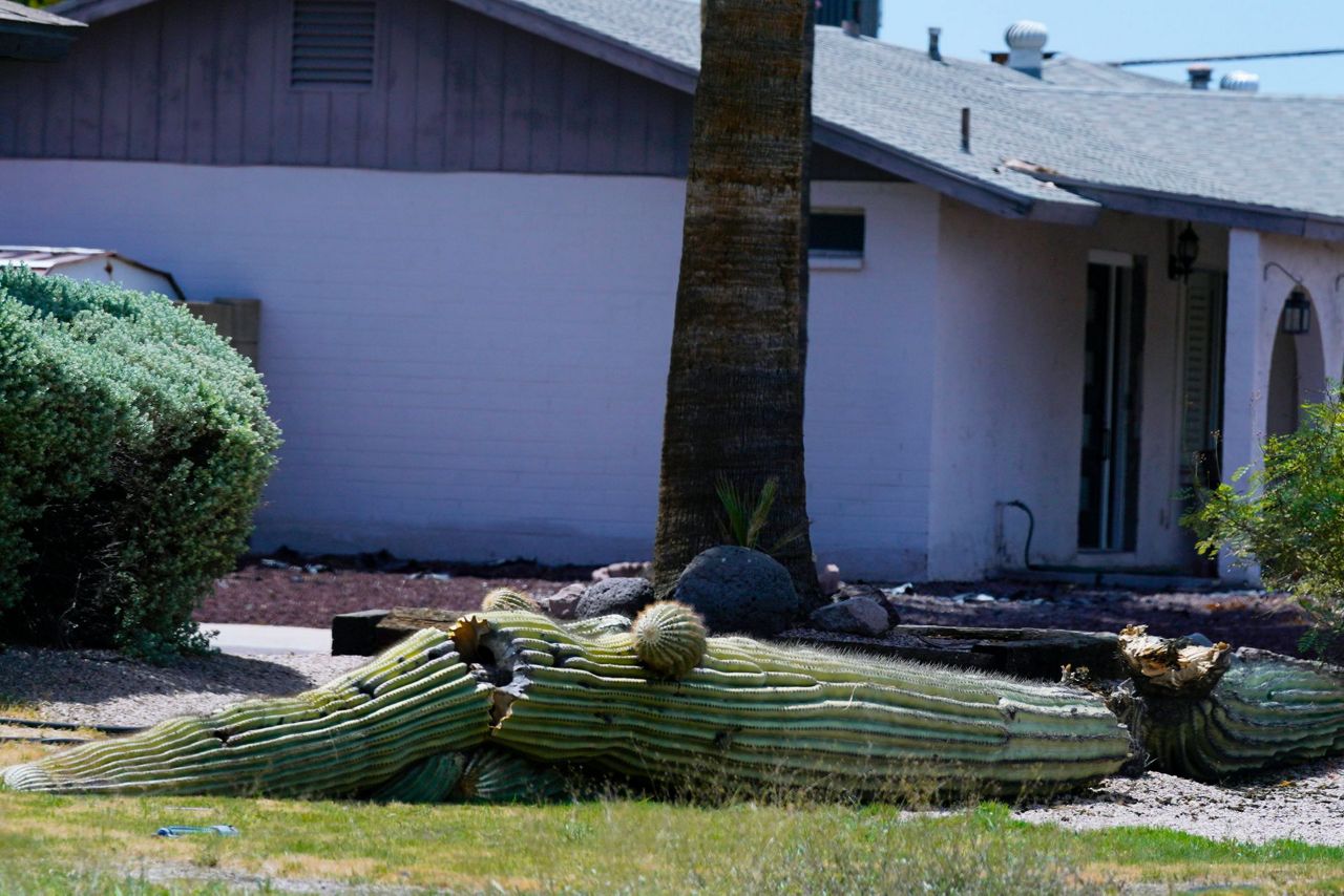 Saguaro cacti, fruit trees and other plants are also stressed by ...