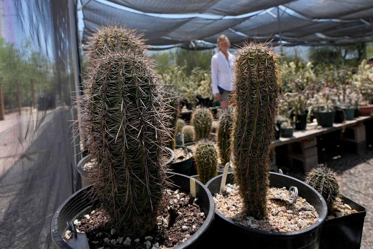 Saguaro cacti, fruit trees and other plants are also stressed by ...