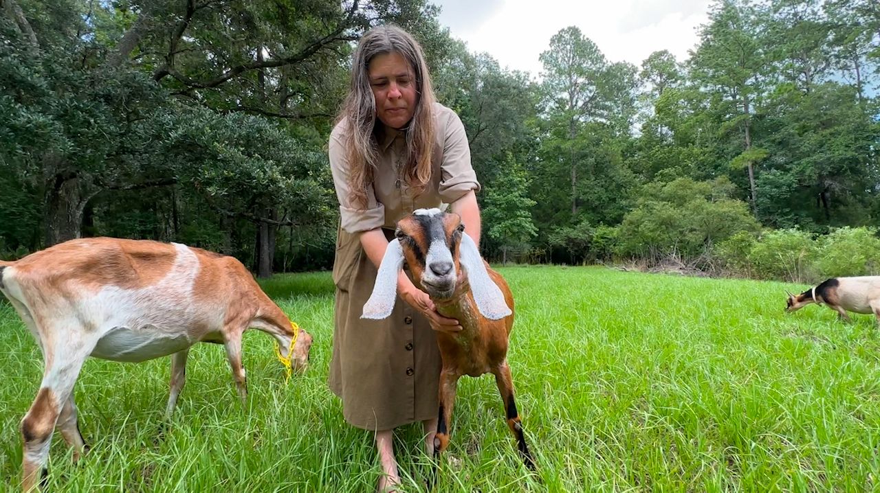 Hernando goat farm adding dairy to the menu