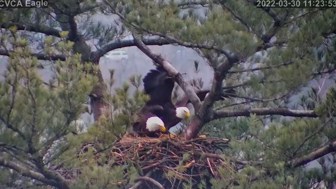 Bald eagles across Wisconsin