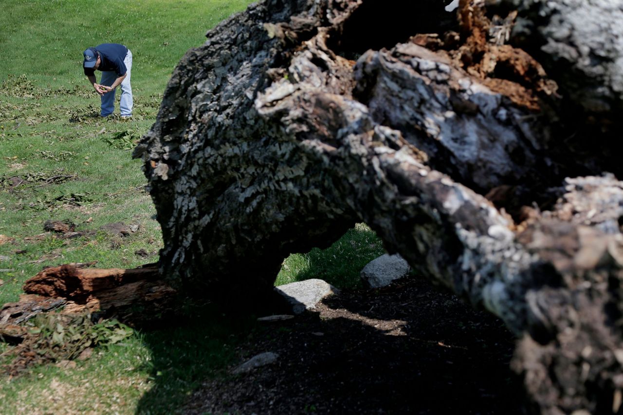Centuries-old butternut tree topples in heavy rain, wind