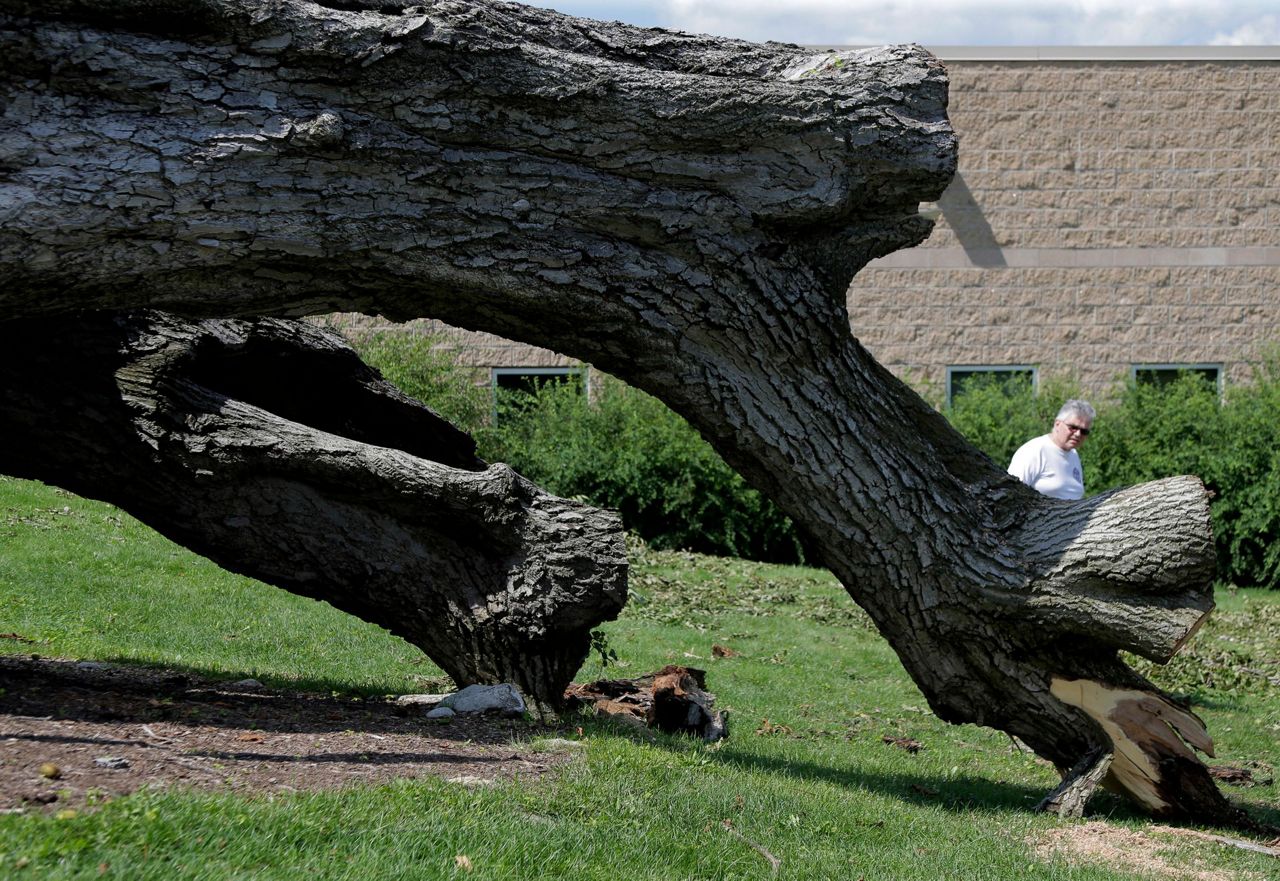 Centuries-old butternut tree topples in heavy rain, wind