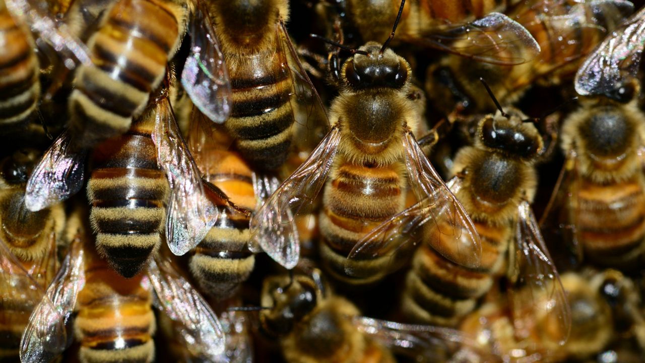 What happens to honeybees in the winter?