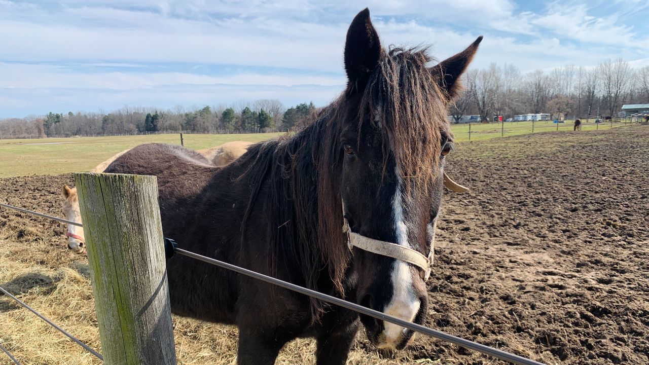 Animal behavior during a total solar eclipse