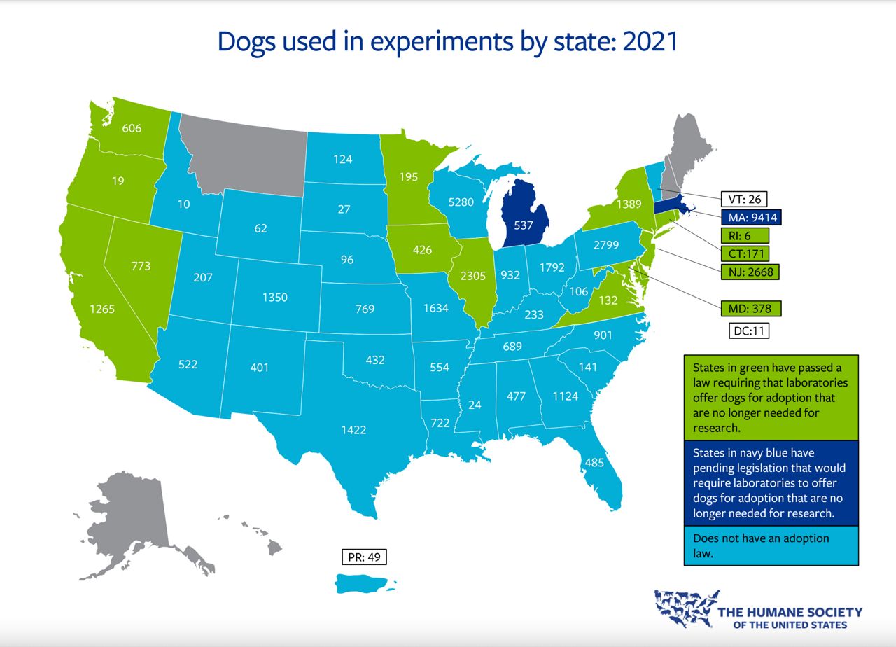 Beagles rescued from mass-breeding facility