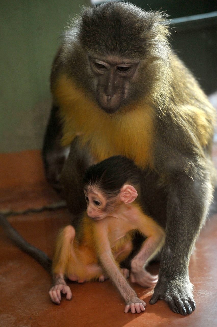 Rare golden-bellied mangabey monkey born at Budapest Zoo