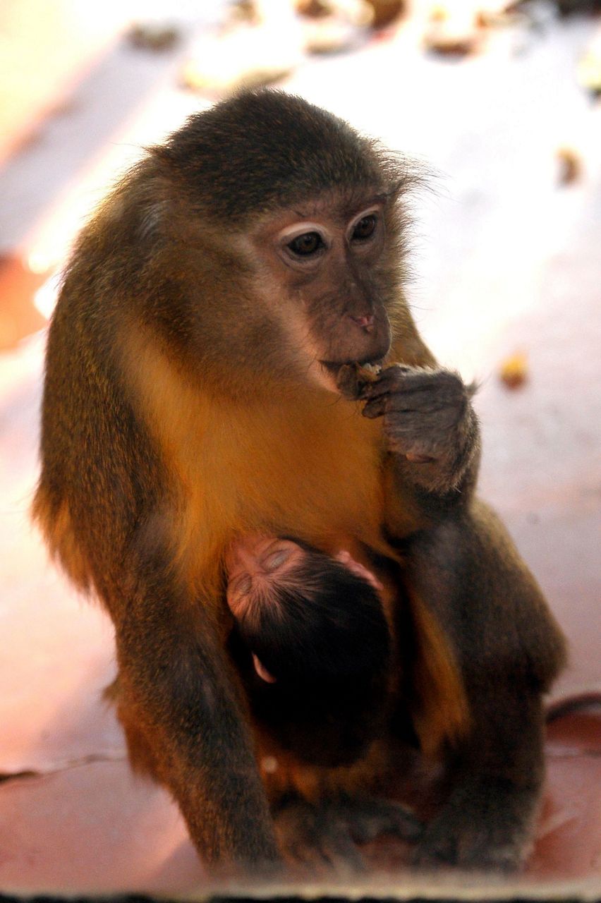 Rare golden-bellied mangabey monkey born at Budapest Zoo