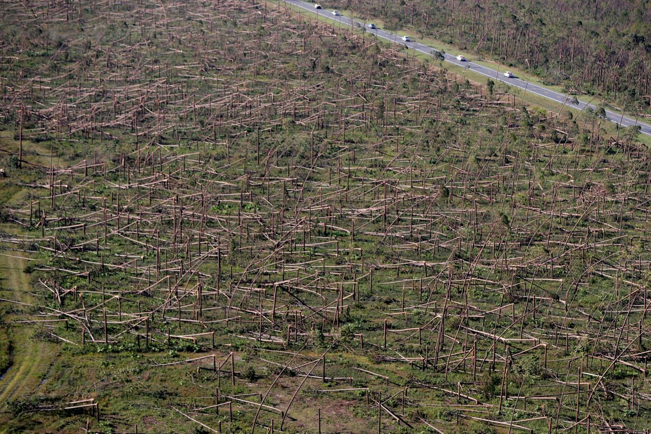 Florida timber farmers face tough choices year after Michael