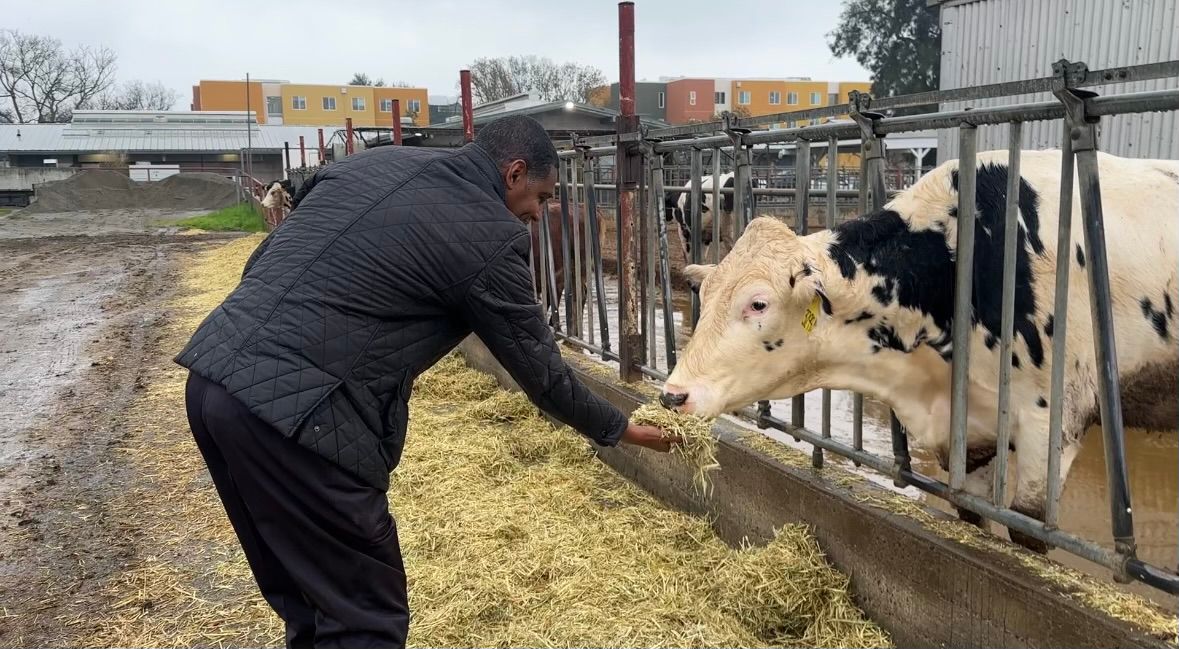 Reducing methane emissions from cows