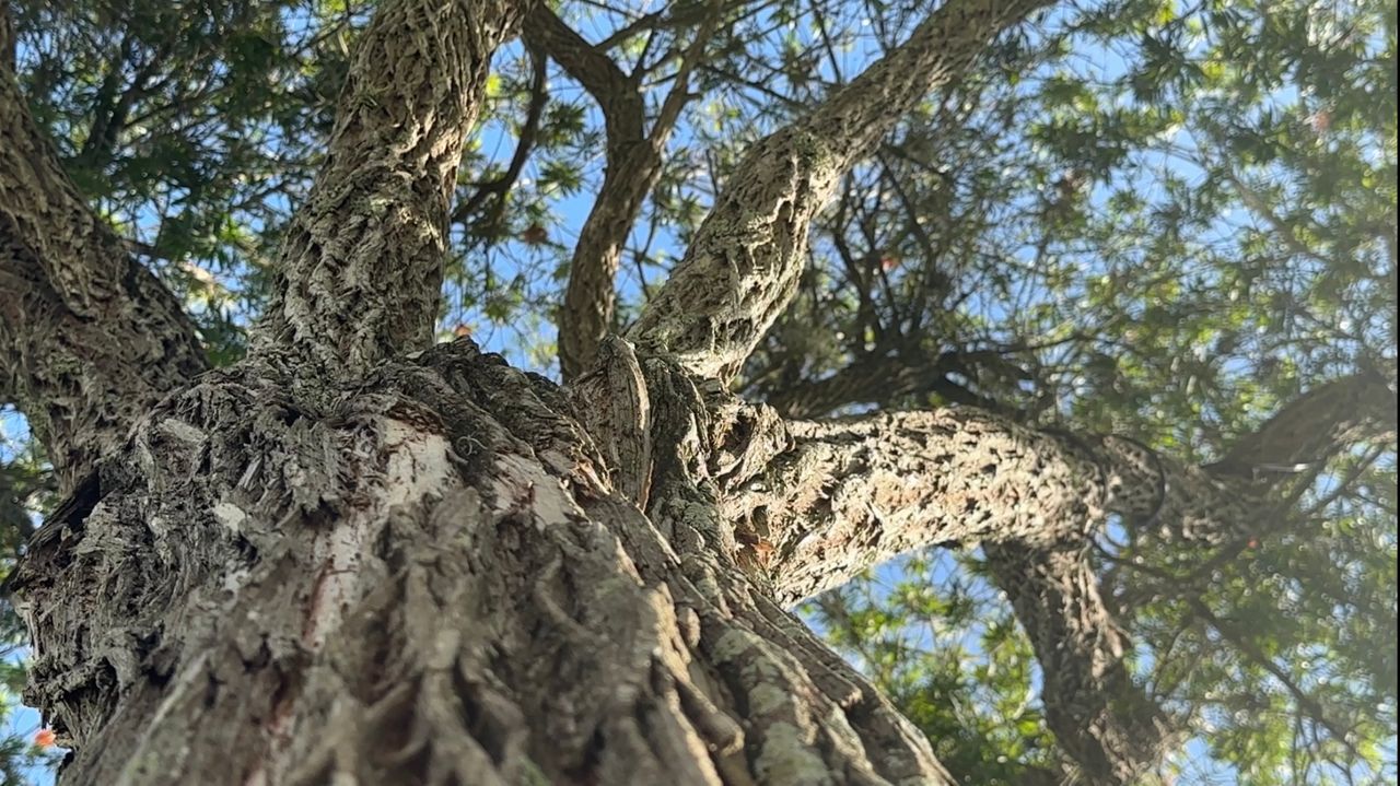 Tampa's 5-year tree analysis shows tree cover reductions