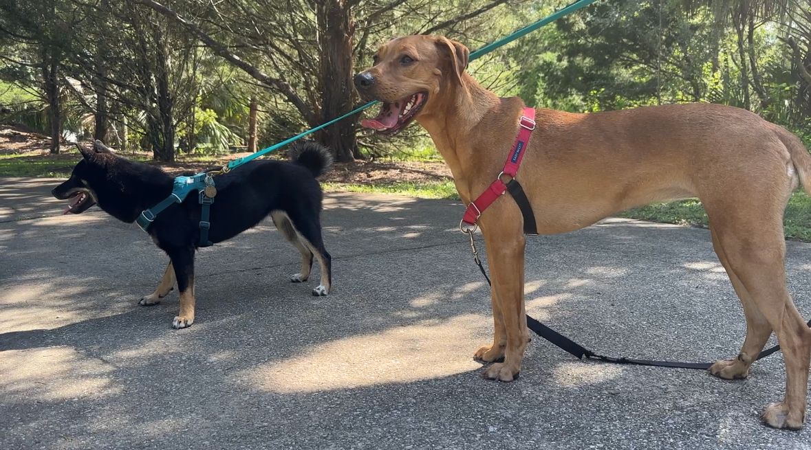 Pilot program to allow dogs on the beach in Volusia County