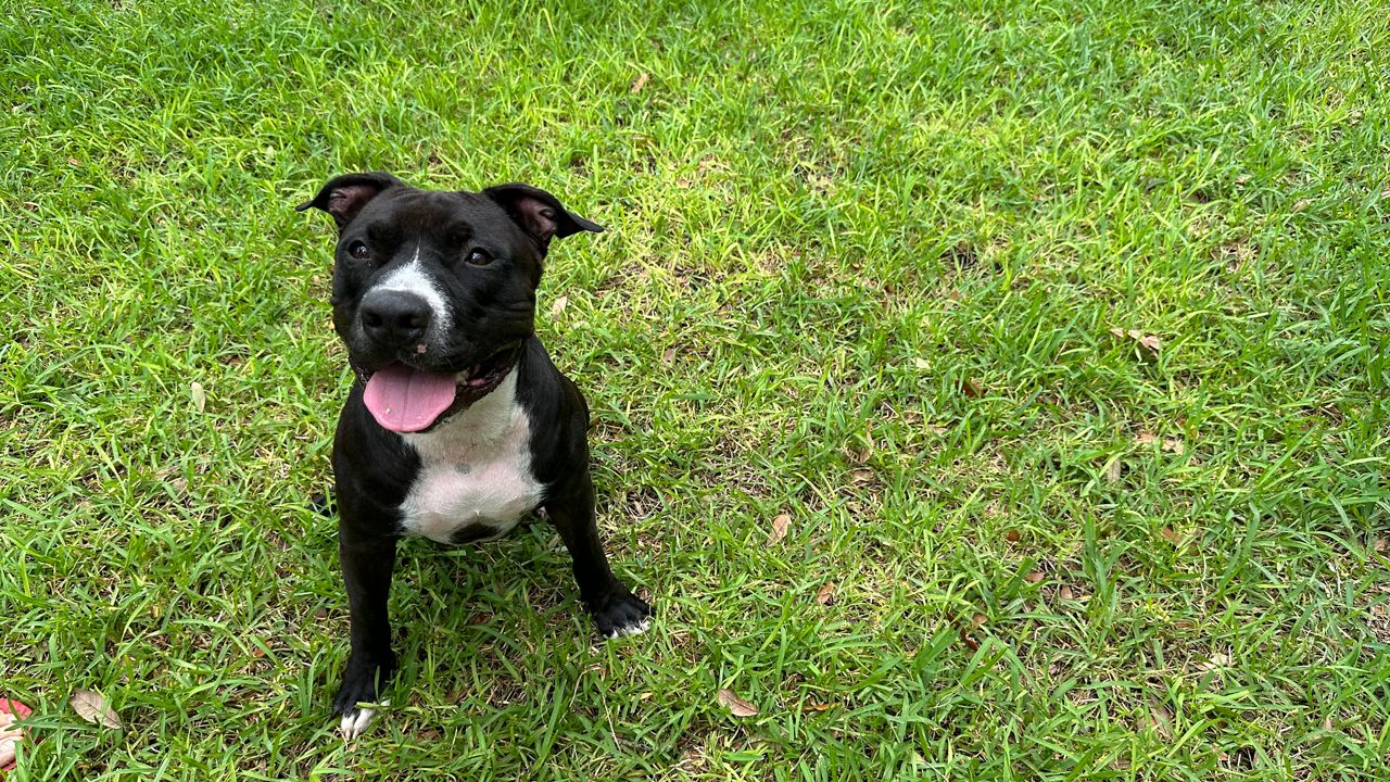 Halifax Humane Society has free adoptions, pays dog fosters