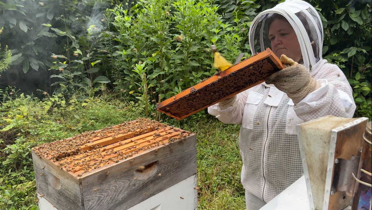 How N.C. professor finds bees that fight deadly mite