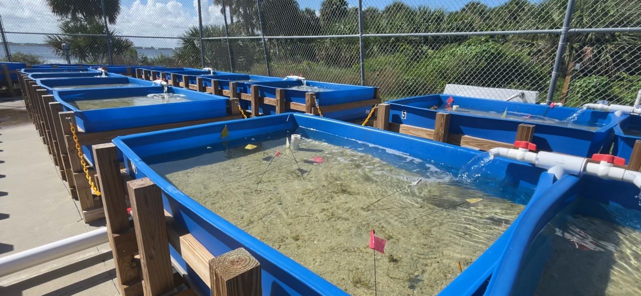 Brevard Zoo hoping seagrass nursery helps restore IRL