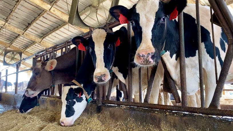 Howling Cow Creamery and Dairy Education Center