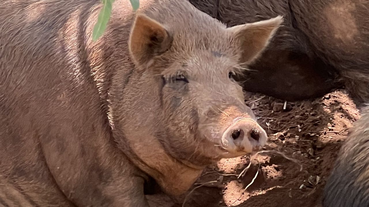 Animal lovers relocate 30 pigs who survived the Lahaina fire