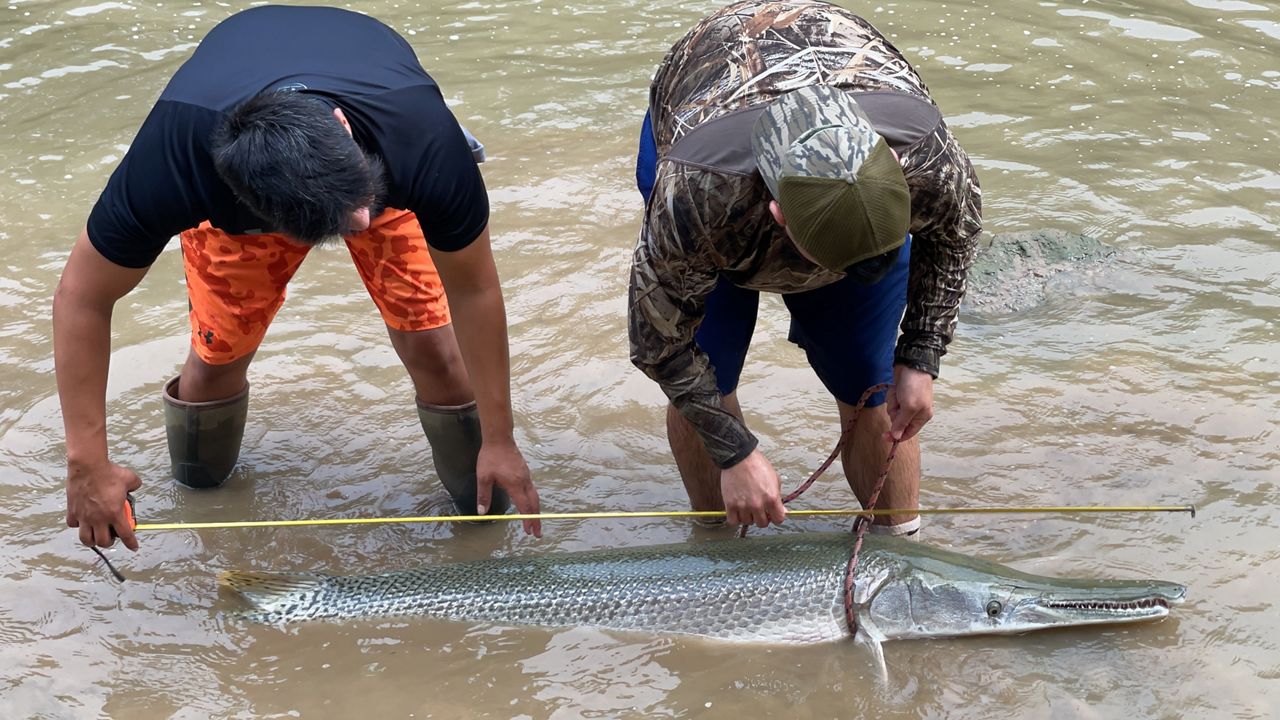 Fishing for the native Texan alligator gar