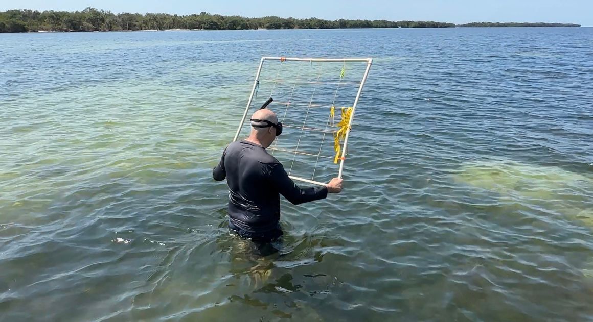 SWFWMD maps seagrass in Tampa Bay
