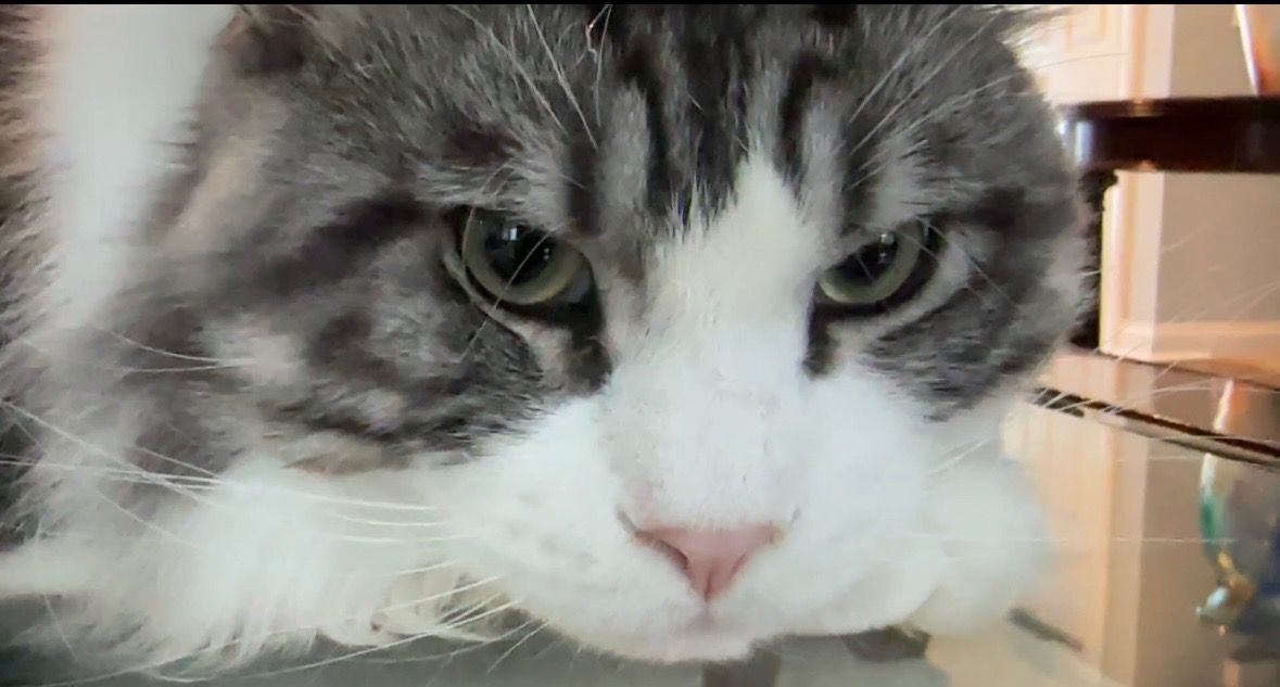 Cats from across the county to compete in Ohio show