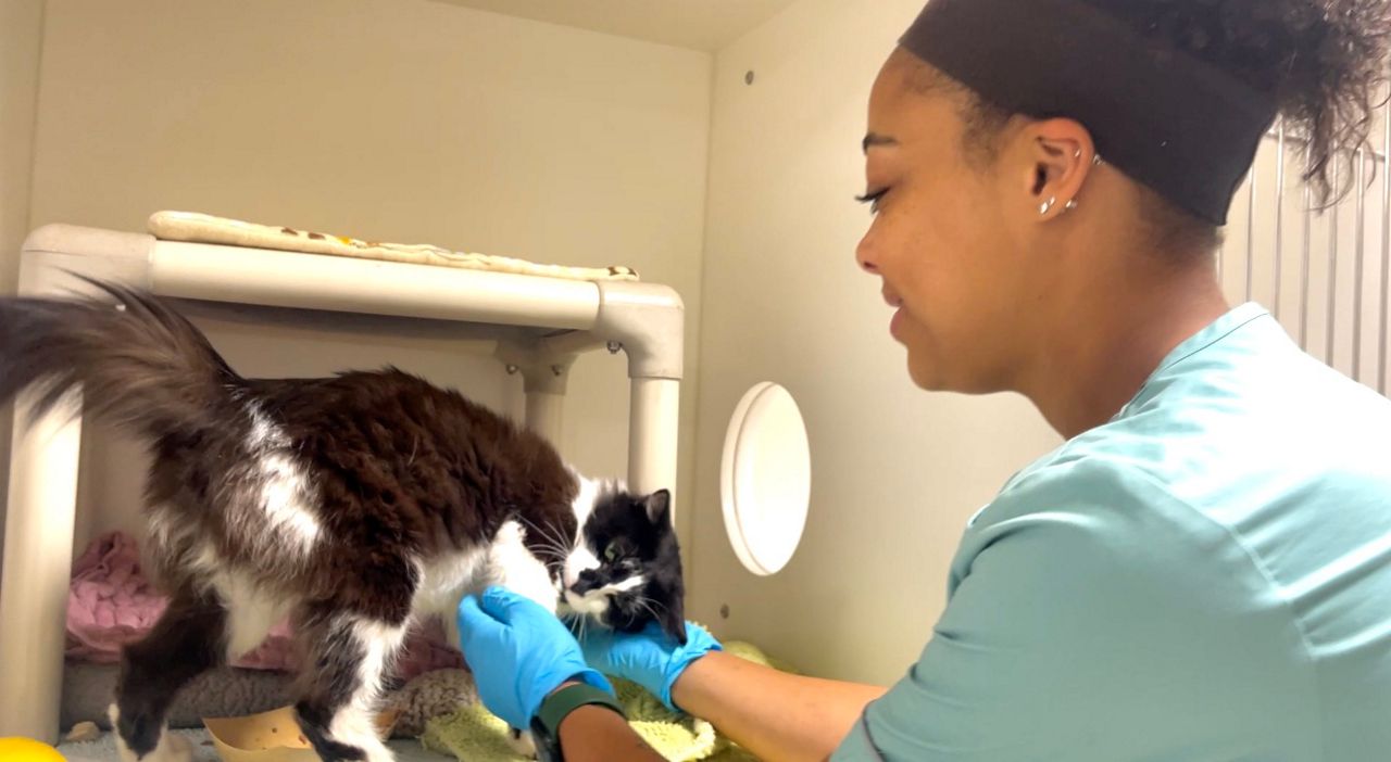 MADACC suspends stray cat intake after virus outbreak