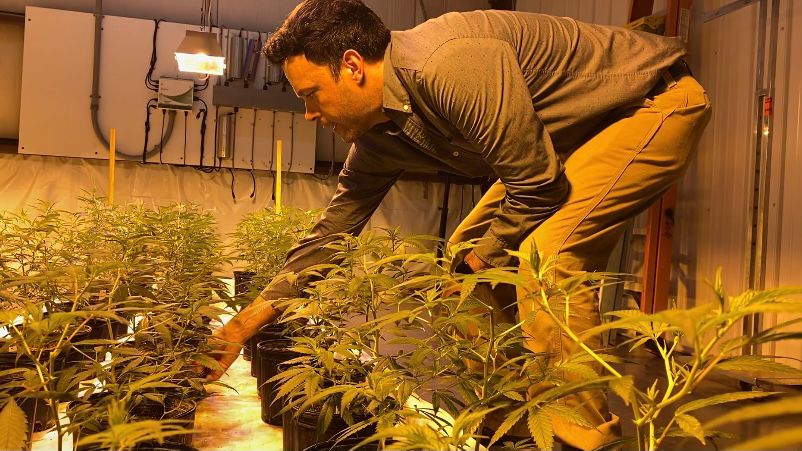 Hemp Farm Popularity Surge