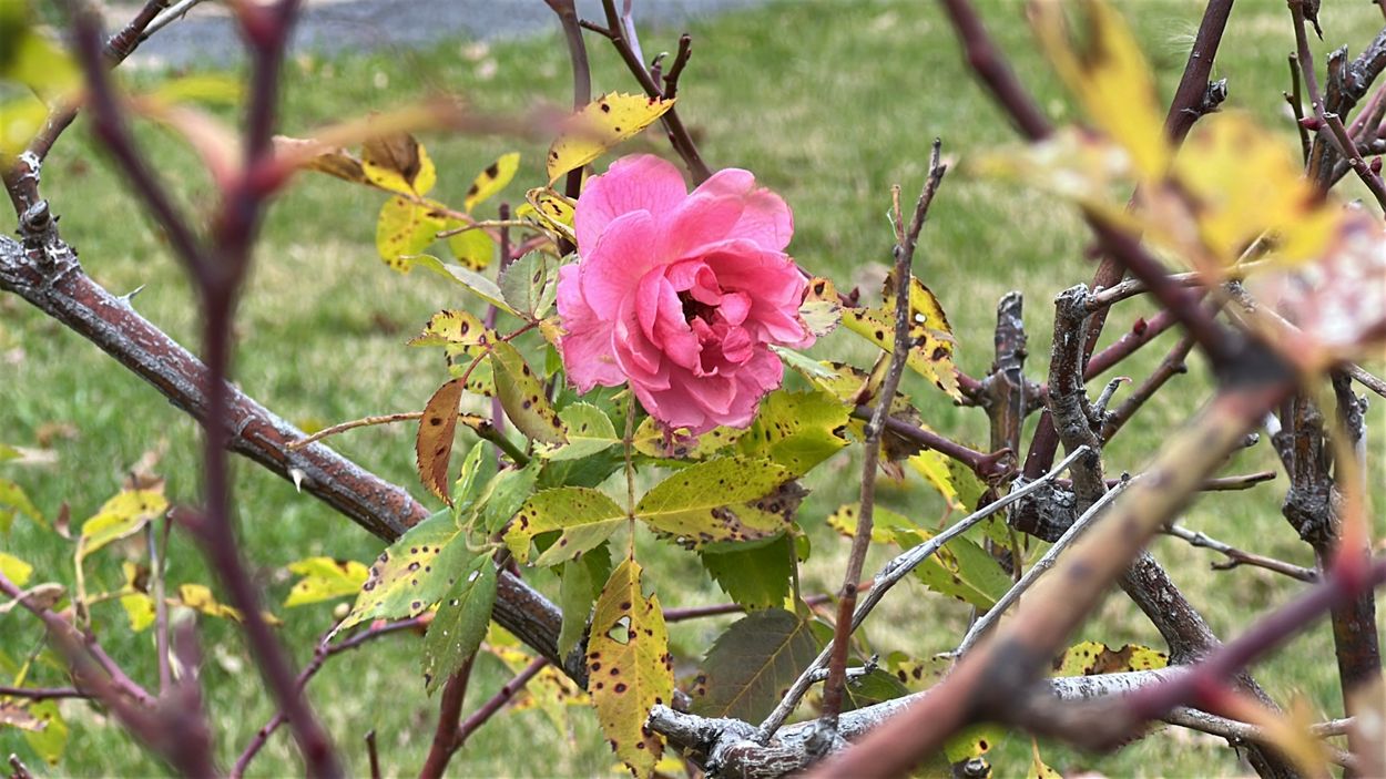 How to prepare plants before winter