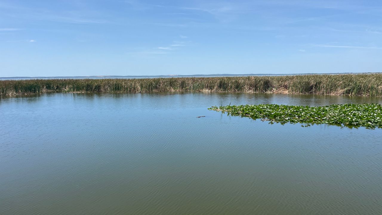 Lake Apopka on the path to recovery after years of pollution