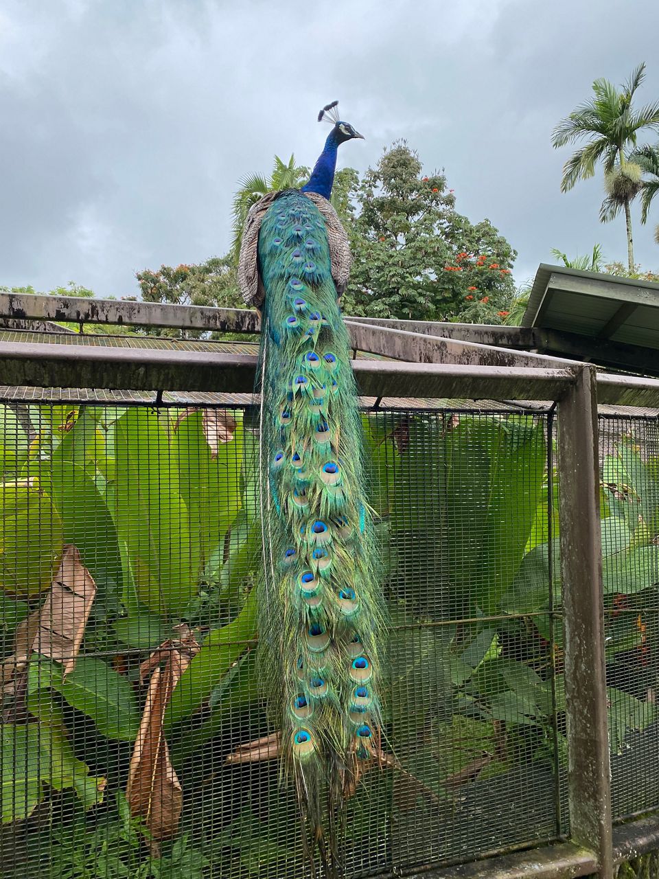 It will now cost to visit the Panaewa Zoo in Hilo