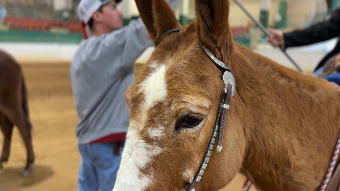 Drill team on muleback