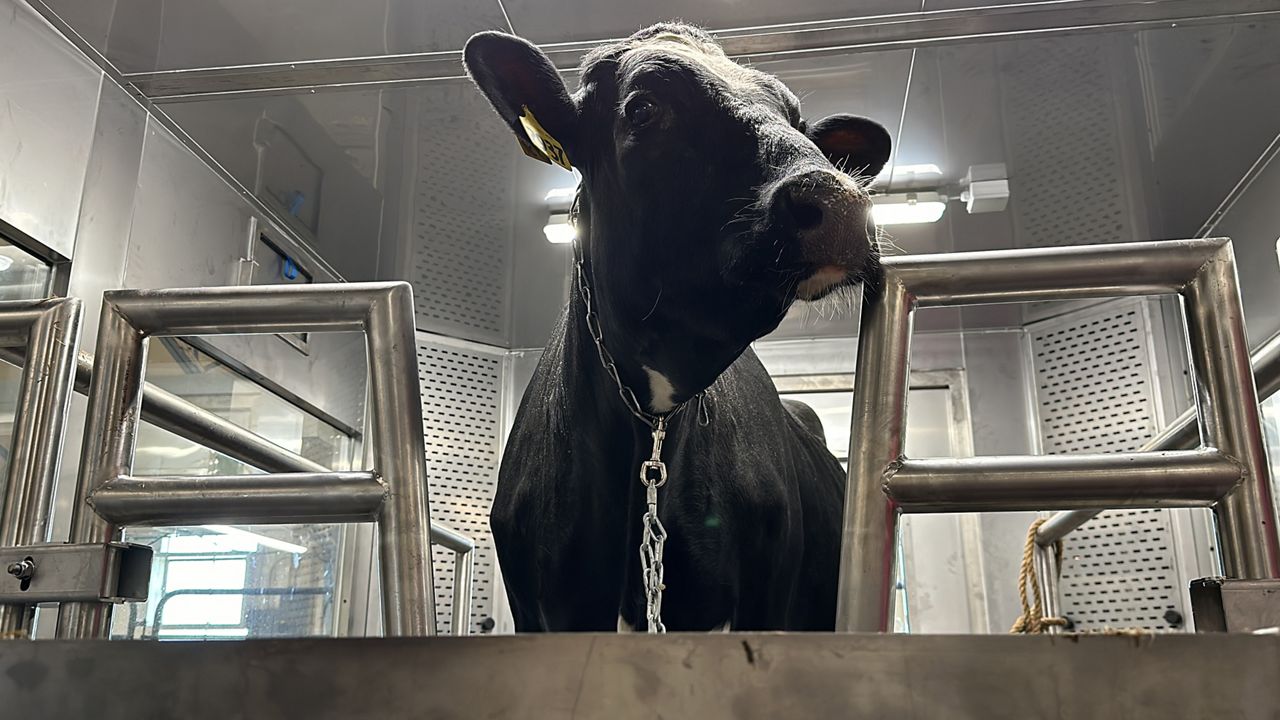 Research looks at methane gas created by cows