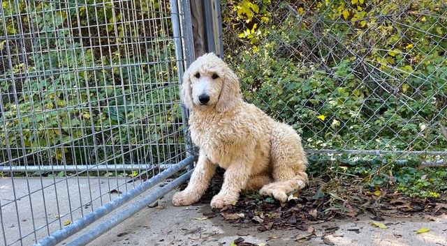 Local animal rescue looking to give dogs new homes