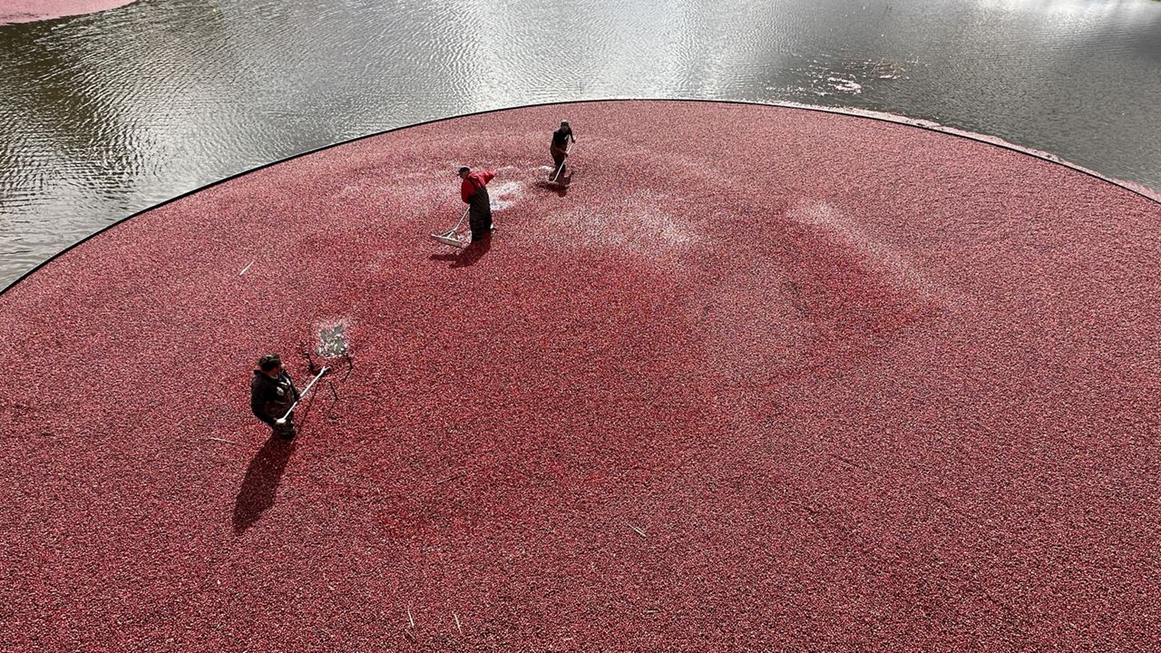 A look at New York state's only full-scale cranberry farm