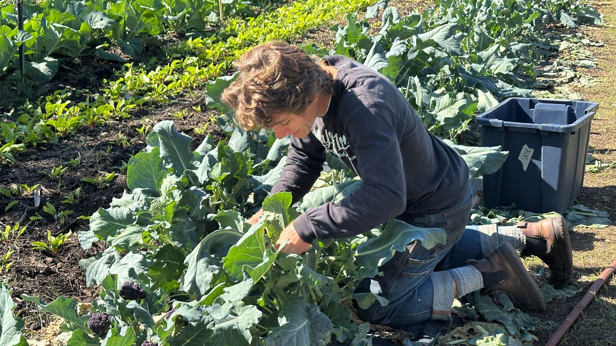 Urban Ag farming growing in popularity