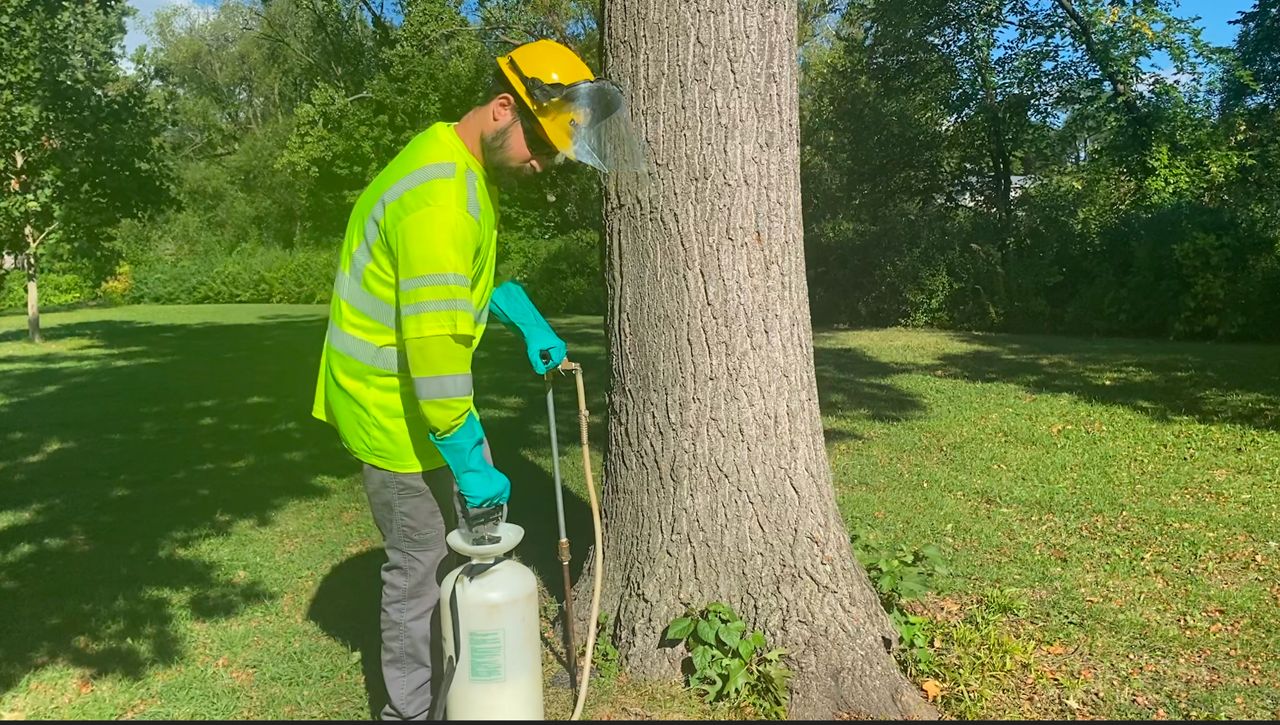 Davey Tree Expert Company fighting invasive insects